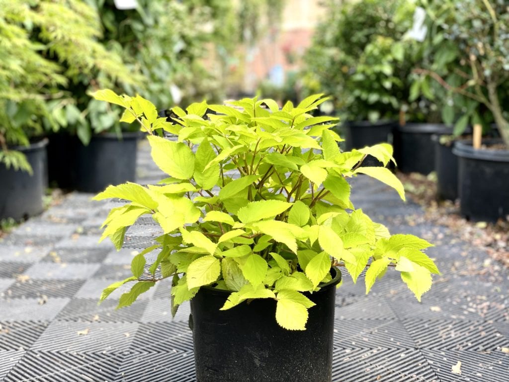 Aralia Sun King City Floral Garden Center Denver Colorado
